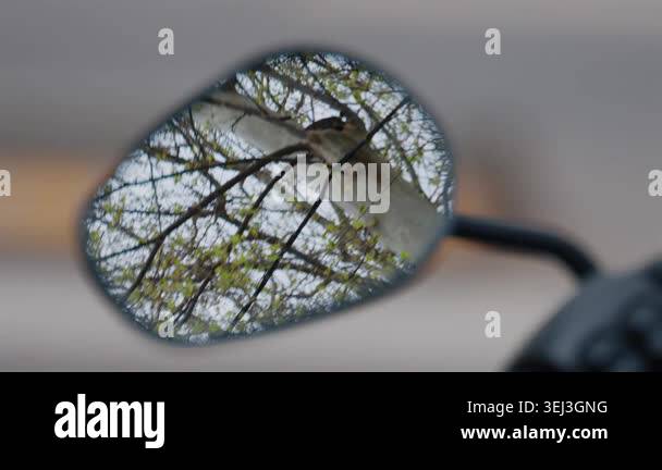 Close up of a motorcycle side mirror reflecting tree branches and an ...