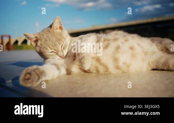 A light colored cat lies comfortably on the courtyard tiles, grooming ...
