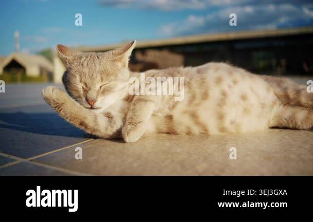 A light colored cat lies comfortably on the courtyard tiles, grooming ...