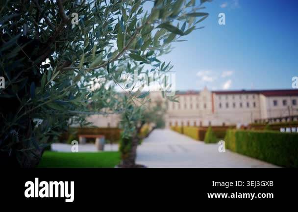 Close up of olive tree branches in the foreground with winery castle in ...