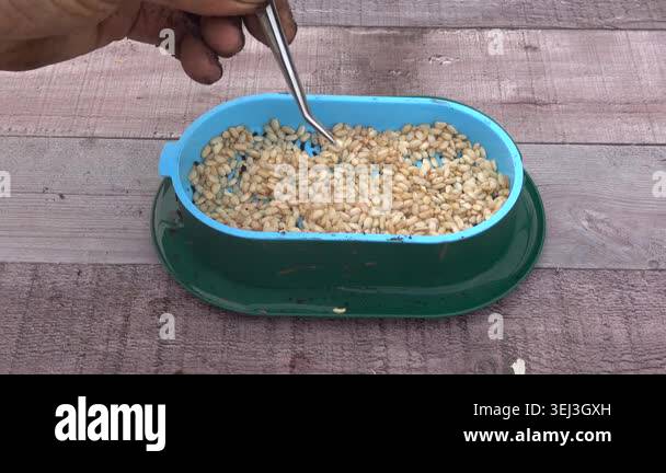 Person's dirty hands showing a germinated rice grain with a small ...