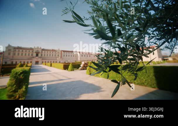 Close up of olive tree branches in the foreground with winery castle in ...