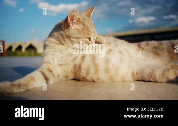 A light colored cat lies comfortably on the courtyard tiles, grooming ...