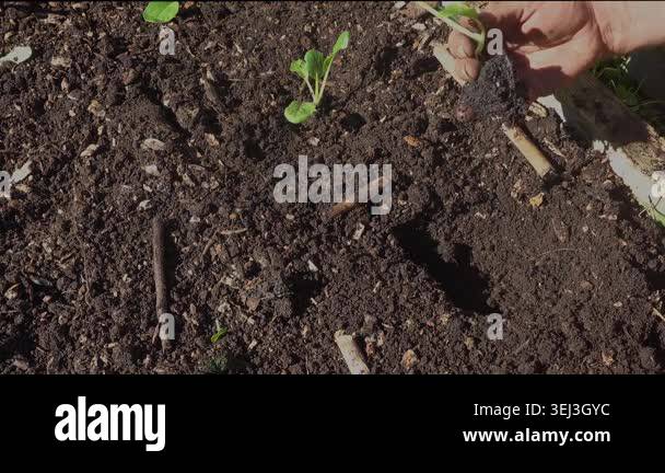 Farmer's hands carefully transplanting a young vegetable seedling into ...