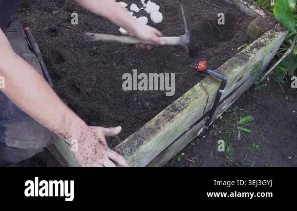 Close-up of a gardener's hands making a furrow with a small hoe and ...