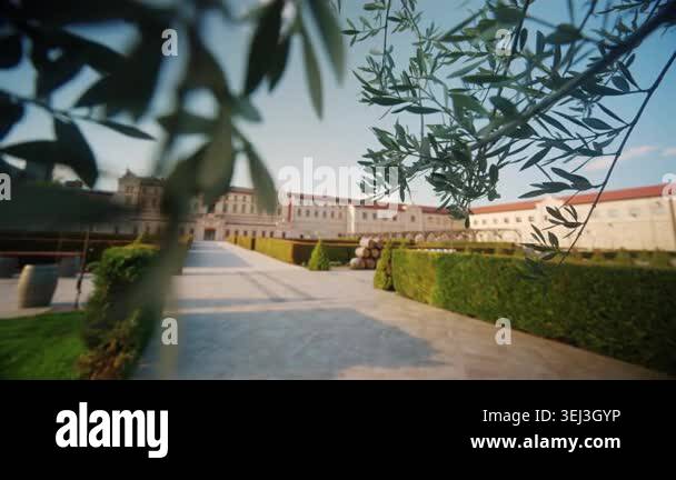 Close up of olive tree branches in the foreground with winery castle in ...