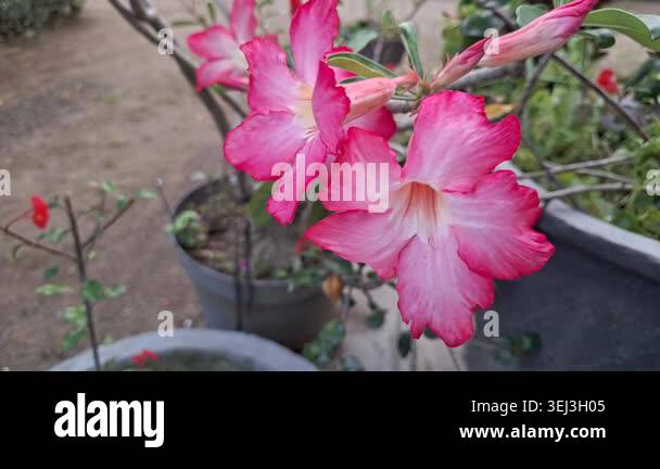 Extreme close up video showing detailed anatomy of pink adenium obesum ...