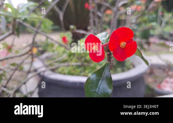 Close up of red euphorbia milii flower blowing in the wind inside a ...