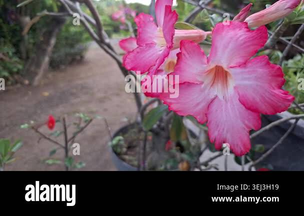 Commercial macro video of healthy pink adenium obesum plant in pot for ...