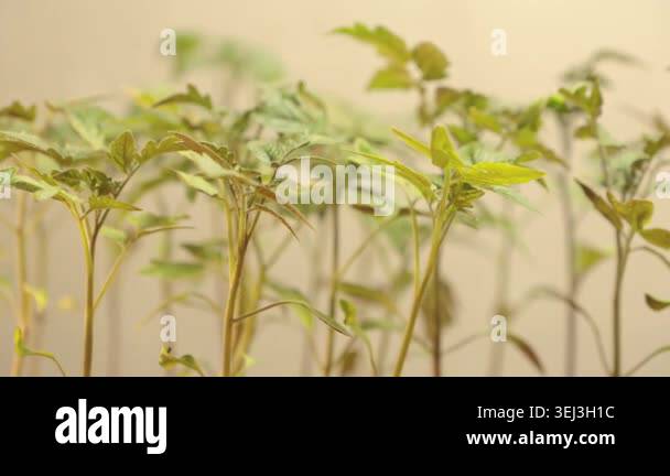 Close-up of green seedlings growing indoors in soft natural light ...