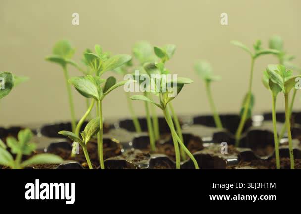 Young green plants growing in soil within a seedling tray indoors under ...