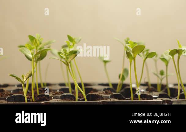 Small green seedlings growing in black planting trays on a light ...