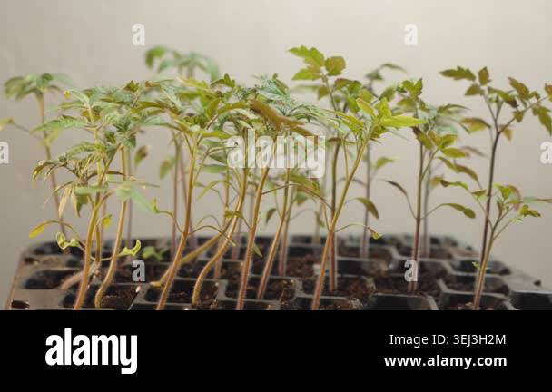 Small green tomato plants growing in seedling trays in a well-lit ...