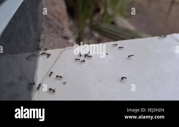 Macro video of many domestic black ants swarming on white concrete ...