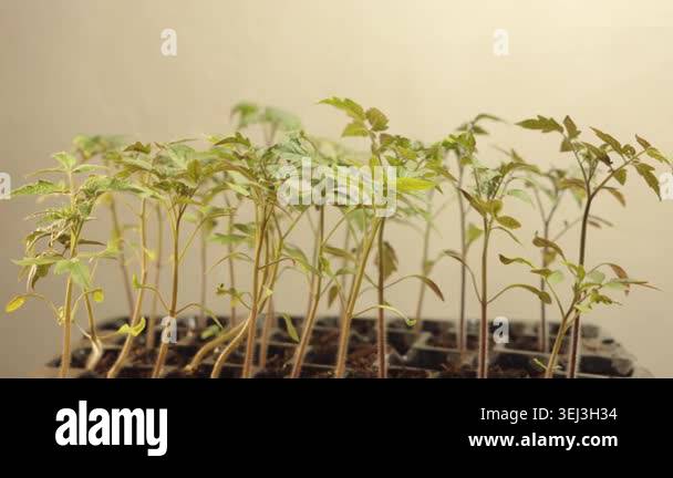 Young tomato plants growing in seed trays under bright indoor lighting ...