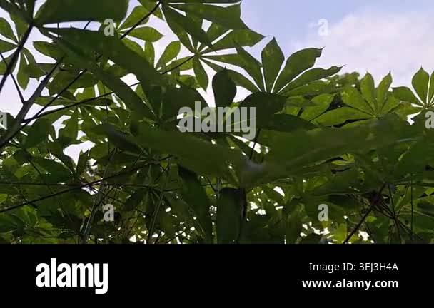 Low angle view of lush green cassava leaves plantation against bright ...
