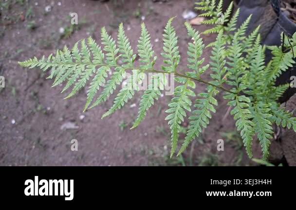 Top view of wild polypodiopsida fern frond stalk swaying in the breeze ...