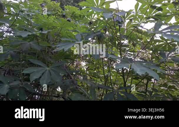 Field landscape of dense green cassava plants growing on rural ...