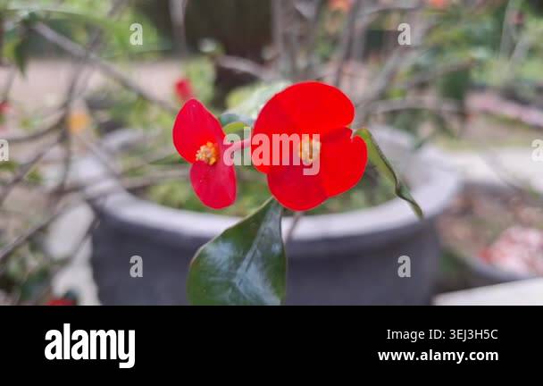 Macro shot of blooming red euphorbia milii flower petals with yellow ...