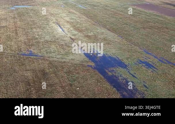 Wildlife birds standing in muddy wetland environment Stock Video ...