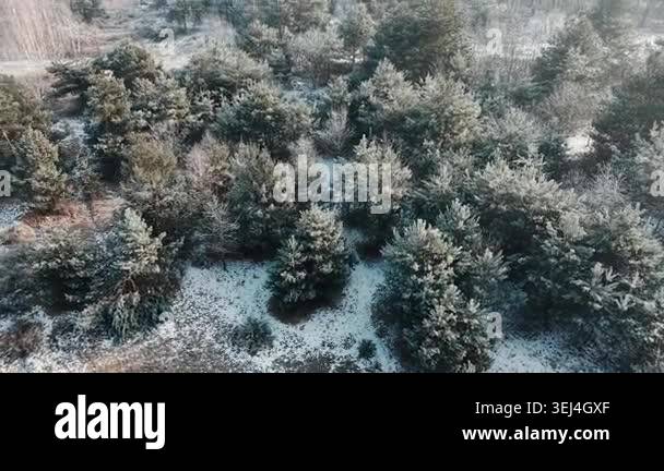 Snow-covered trees create a beautiful winter landscape view Stock Video ...
