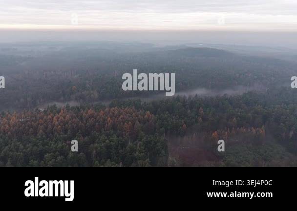 Calm and serene nature view of a winter forest Stock Video Footage - Alamy