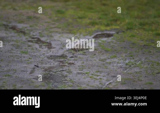 Waterlogged grass area showing drainage problem outdoors Stock Video ...
