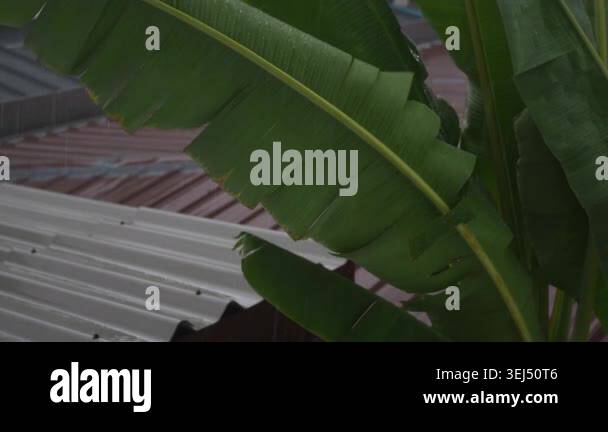 Rain and windy water downpour with roof of a house. Swaying banana tree ...