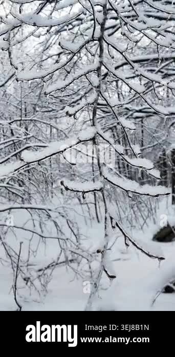 Handheld tracking shot moving forward through a snowy winter forest ...