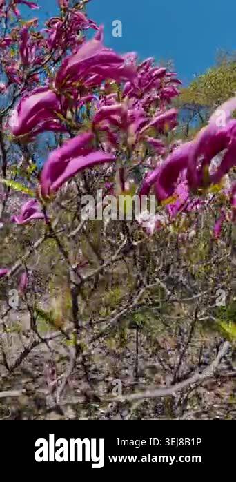 Bright pink magnolia blossoms grow on branches in a sunny spring park ...