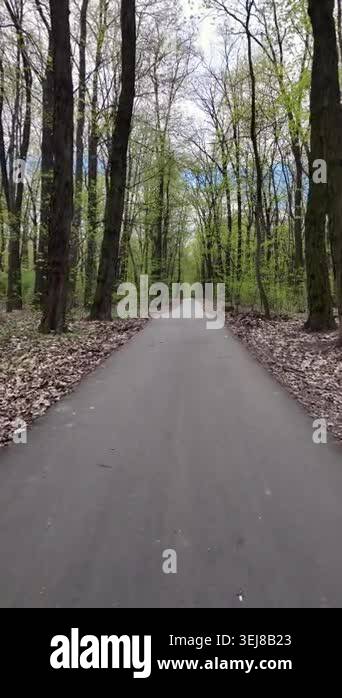 Vertical slow motion tracking shot along a peaceful forest path with ...