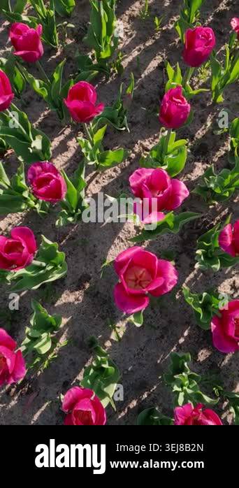 Bright pink tulips blooming in a spring garden captured from a high ...