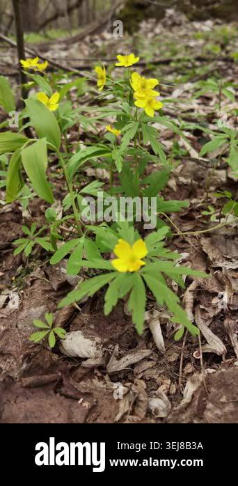 Beautiful yellow anemone ranunculoides flowers blooming in a spring ...