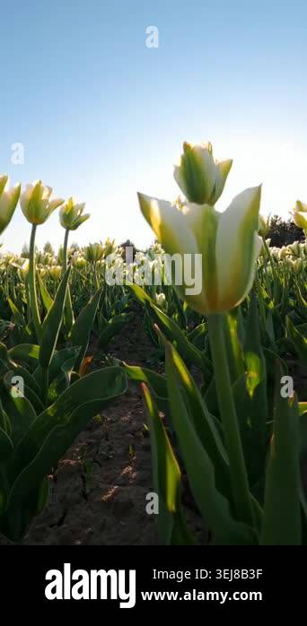 White and green tulips bloom in a vibrant field under a clear blue sky ...