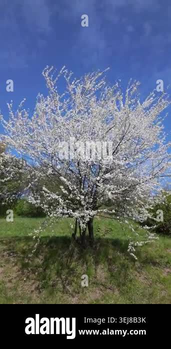 Beautiful blooming white apple tree in a lush green spring meadow ...