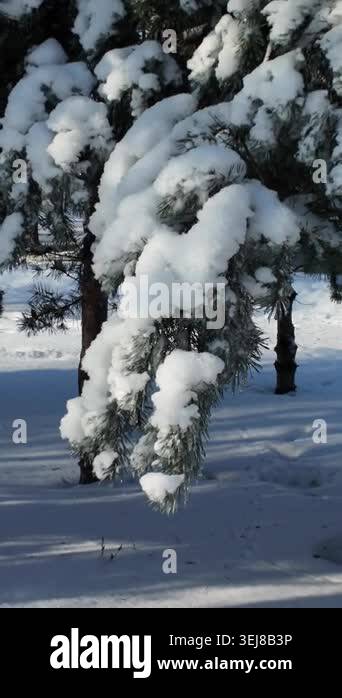 Push in shot of snowy fir trees in a sunny winter park. Beautiful ...