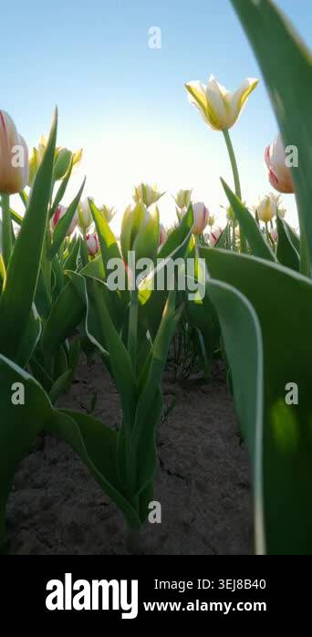 White and pink tulip field blooming under a bright morning sun in ...