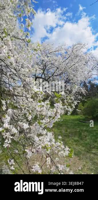 Beautiful white fruit tree blossoms in a lush green spring meadow under ...