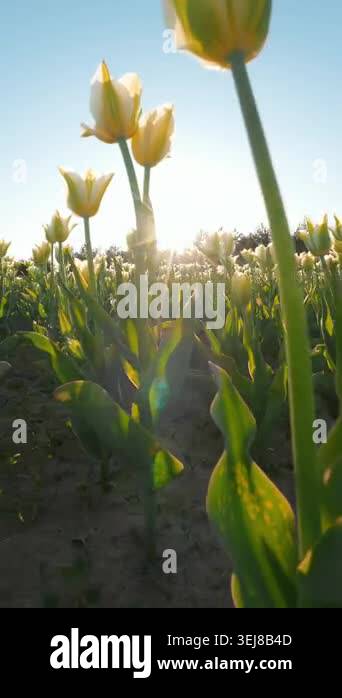 White and green tulips bloom in a vibrant field under a clear blue sky ...