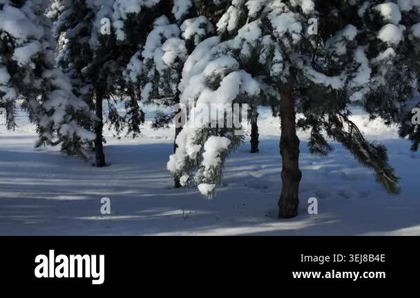 Push in shot of snowy fir trees in a sunny winter park. Beautiful ...