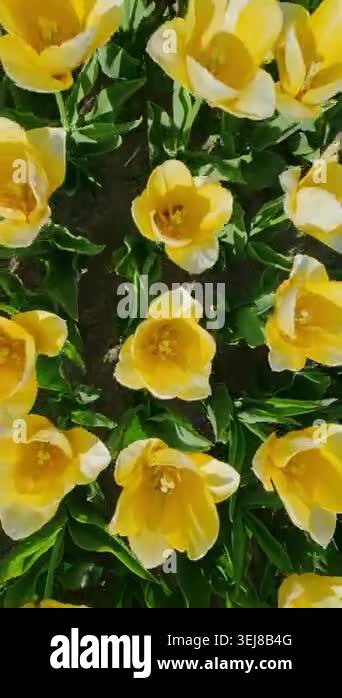 Bright yellow tulips bloom in spring garden as camera moves parallel ...