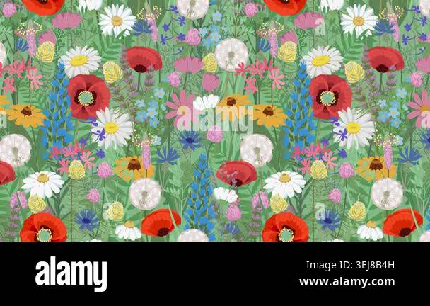 Animation of wild meadow flower pattern with poppies daisies dandelions ...