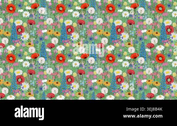 Animation of wild meadow flower pattern with poppies daisies dandelions ...