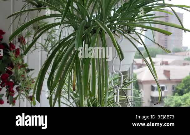Peaceful shot of hanging houseplants (spider plants) against a bright ...