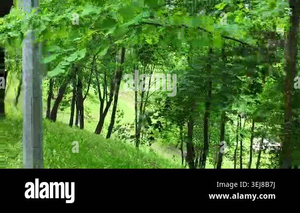 A cinematic sliding shot through a lush forest canopy, revealing a ...