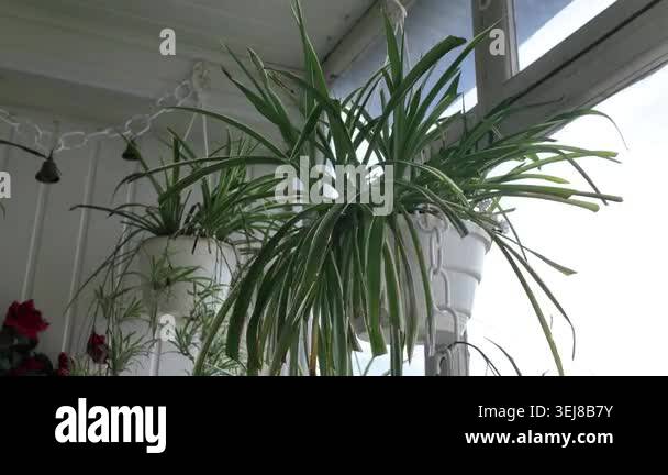 Peaceful shot of hanging houseplants (spider plants) against a bright ...