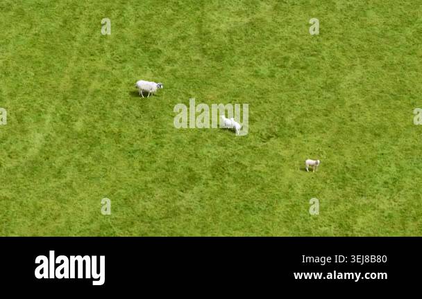Aerial drone view footage of a ewe sheep with two lambs standing on ...