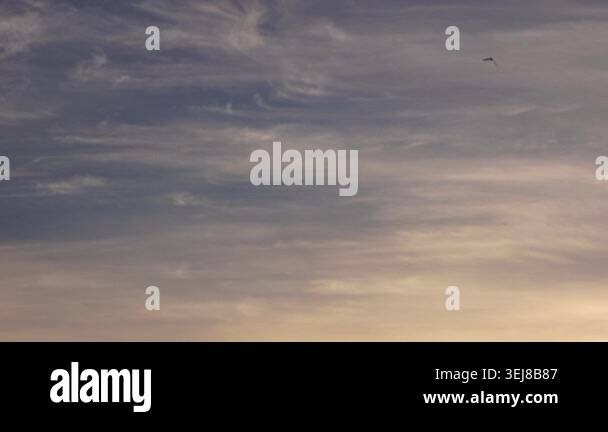 Breathtaking wide shot of a flock of swifts flying across a soft ...