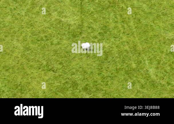 Aerial drone view footage of a ewe sheep with two lambs standing on ...