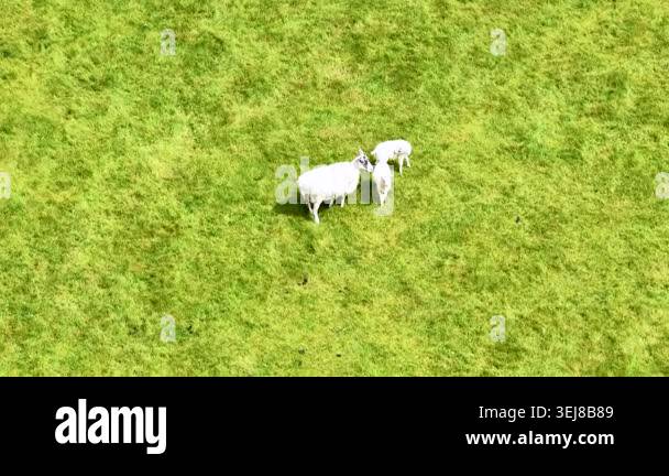 Aerial drone view footage of a ewe sheep with two lambs standing on ...